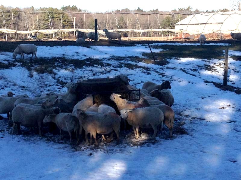 Crystal Spring Farm — Maine by Foot