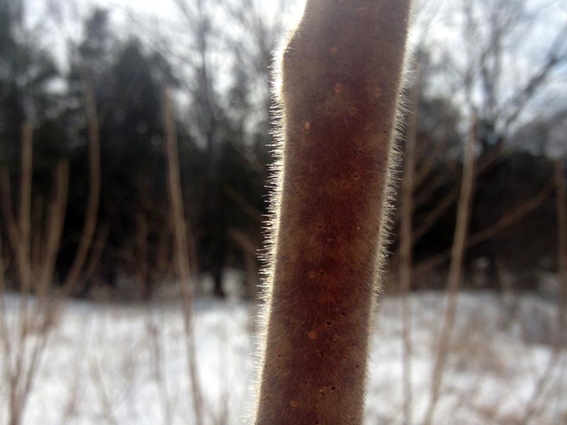 West Side Trail — Maine by Foot