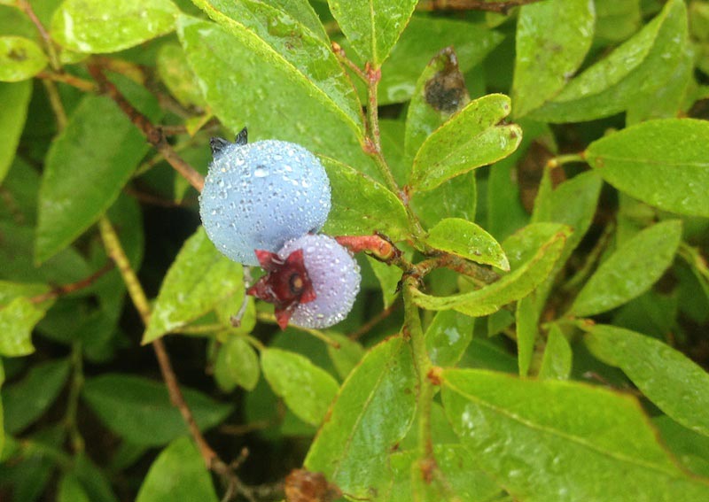 Frye Mountain — Maine by Foot
