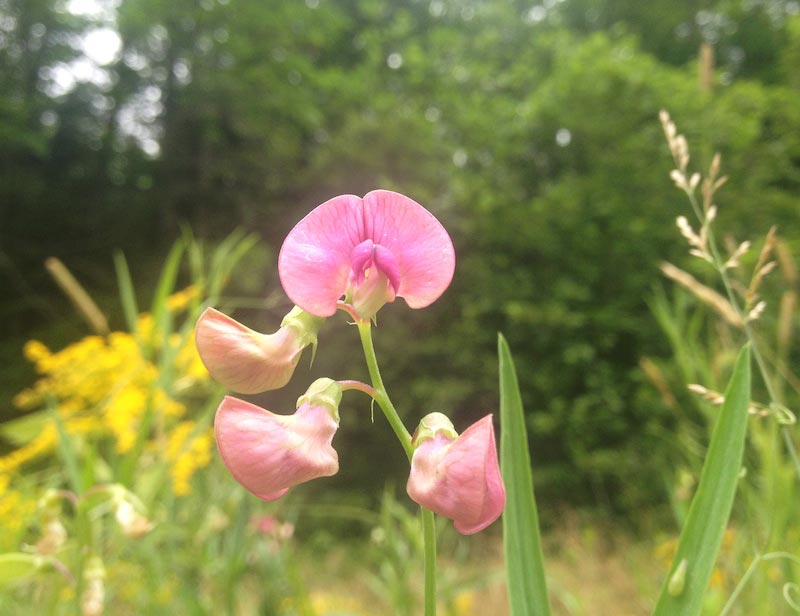 Frye Mountain — Maine by Foot