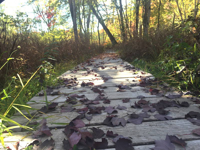 Stevens Brook Trail — Maine by Foot