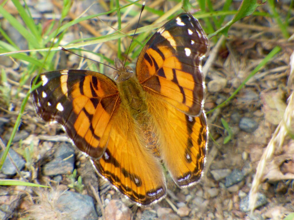 Matthews Island — Maine by Foot