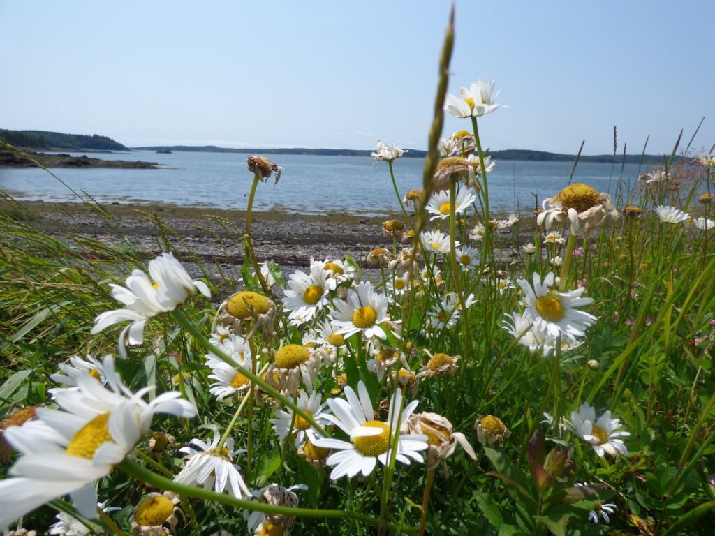 Matthews Island — Maine by Foot