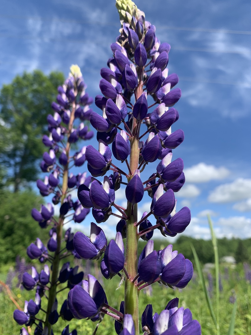 Unity College trails, Unity - Maine by Foot