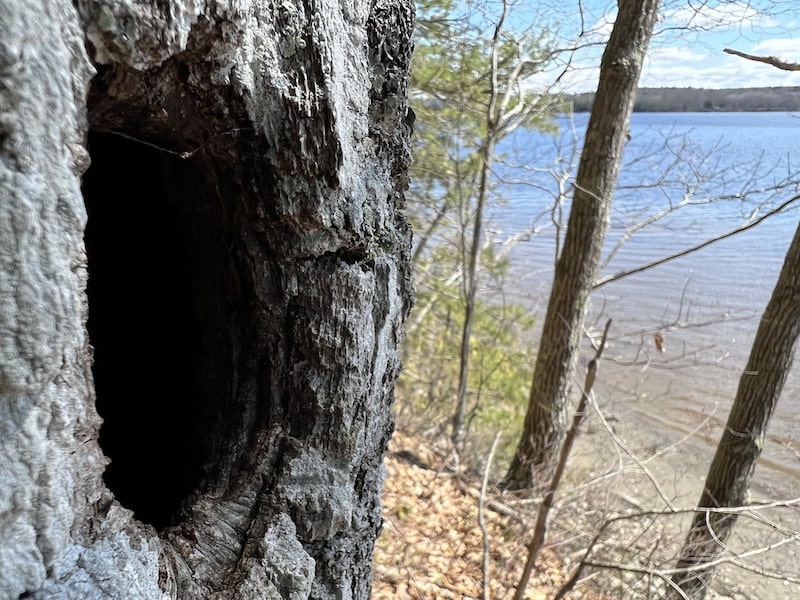 Pork Point Walking Trail — Maine by Foot