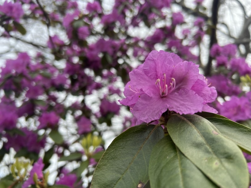 Spring Point Shoreway — Maine by Foot