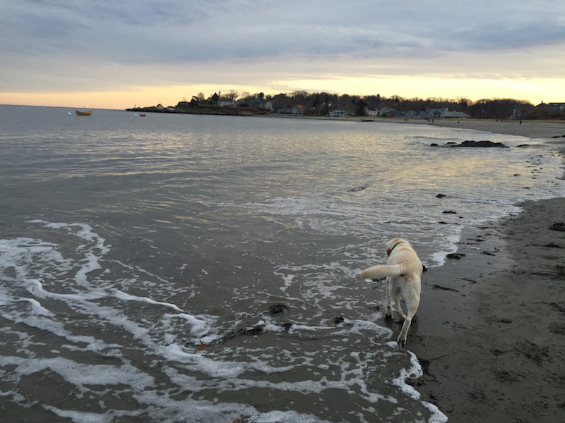 Spring Point Shoreway — Maine by Foot