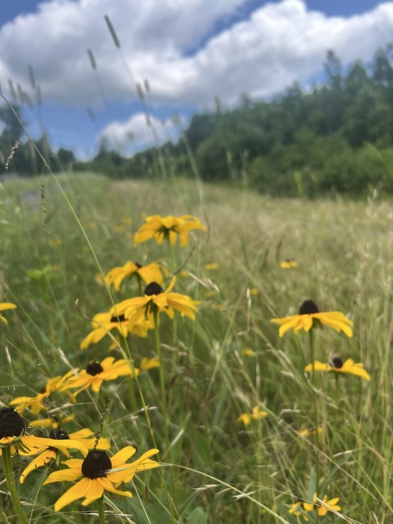 Kelly Mountain — Maine by Foot