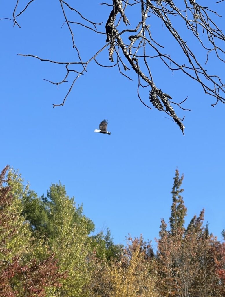 Hirundo Wildlife Refuge — Maine by Foot