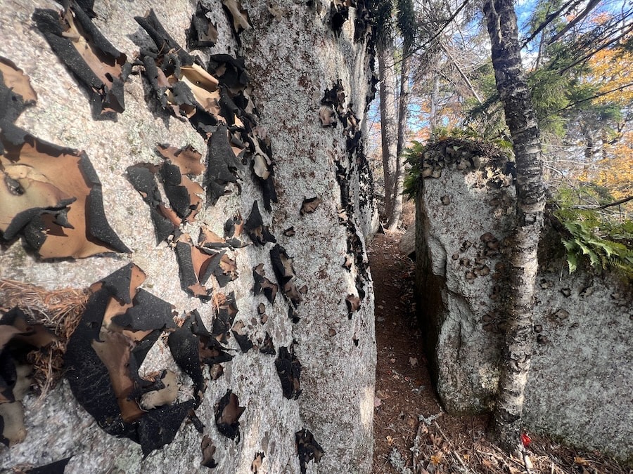 Pineo Peaks Trail — Maine by Foot