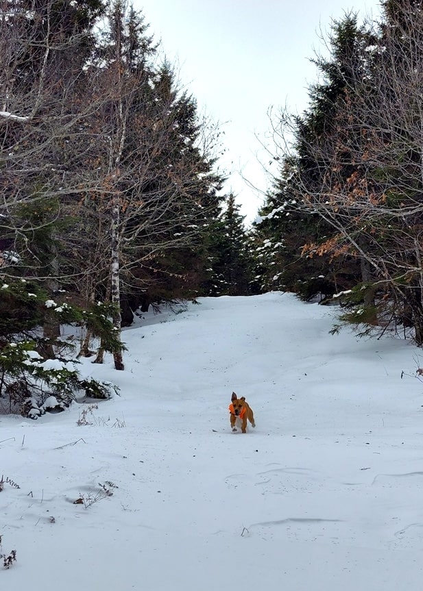 Colonel Holman Mountain — Maine by Foot