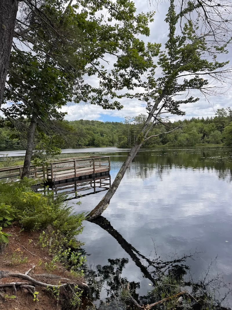 Muddy River Forest — Maine by Foot
